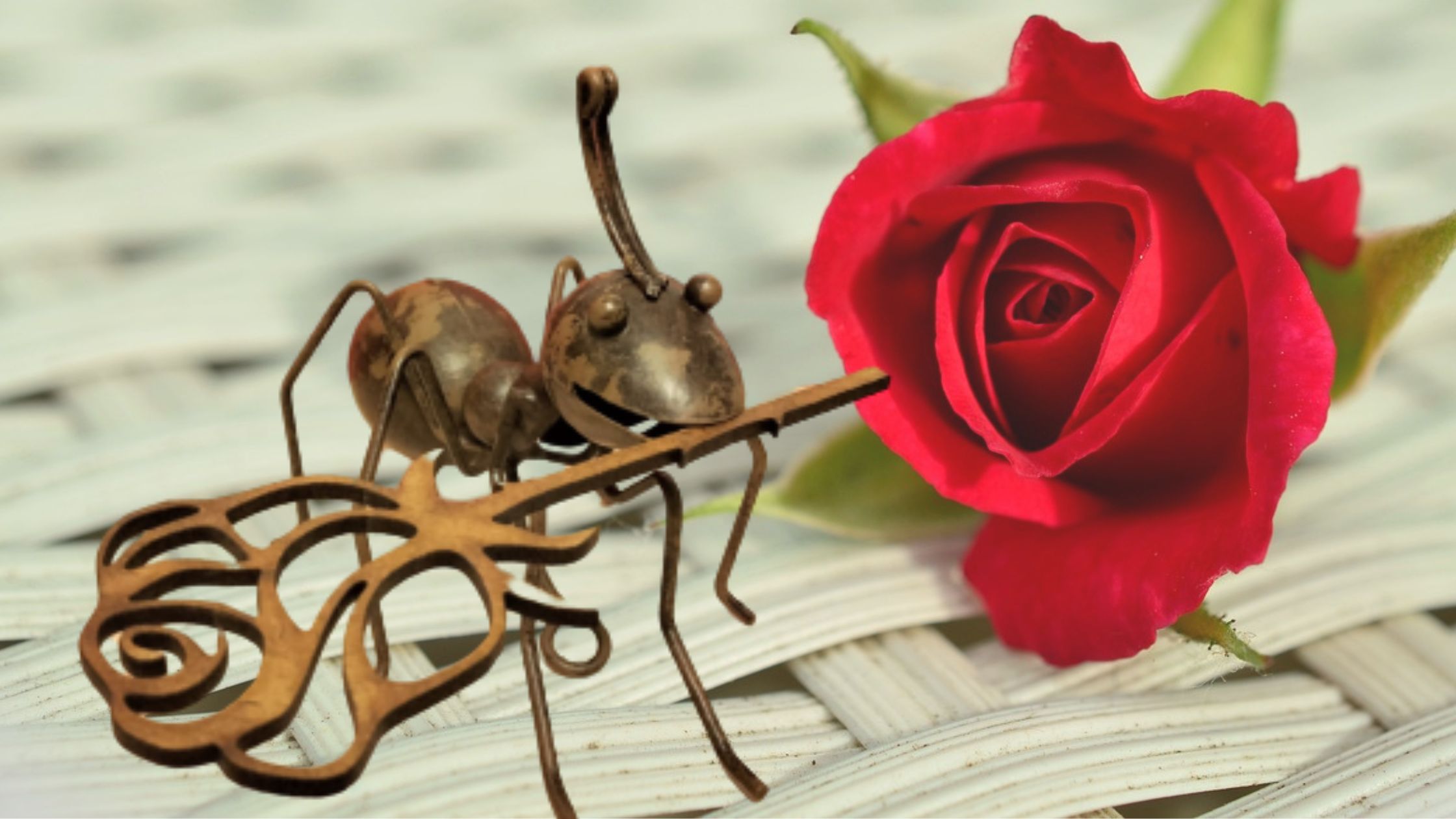 Una compra, una rosa 🌹 (2023) - El Formiguer